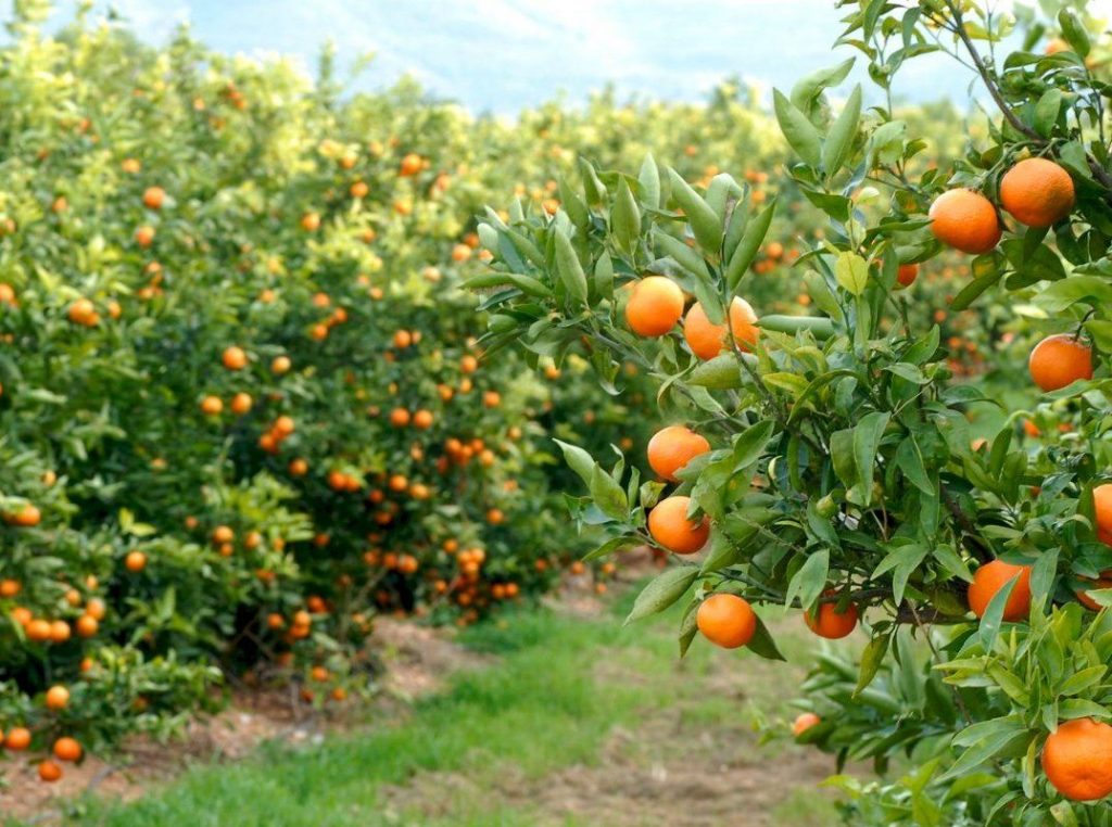 Europa acepta el tratamiento en frío para la importación de naranjas ...